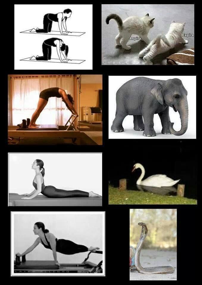 Los Animales de Pilates - Pilates Gallery Plus
